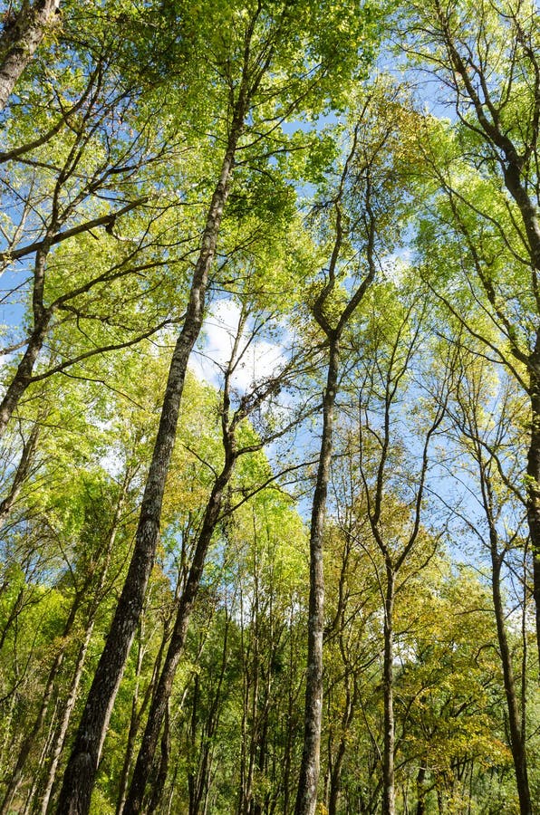 Liquidambar Styraciflua Tree in Wild,maple Tree Stock Image - Image of ...