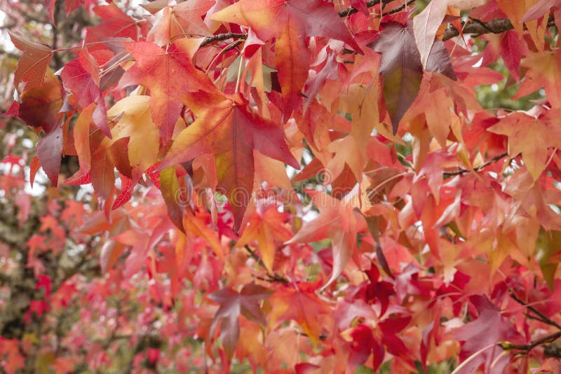 Liquidambar Tree Autumnal Foliage Stock Image - Image of autumn, vivid ...