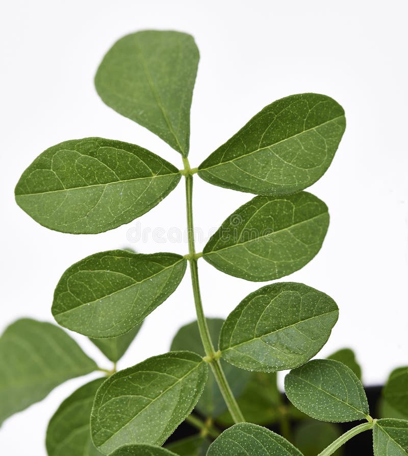 Liquorice Plant and Leaves Fresh Stock Image - Image of plant ...