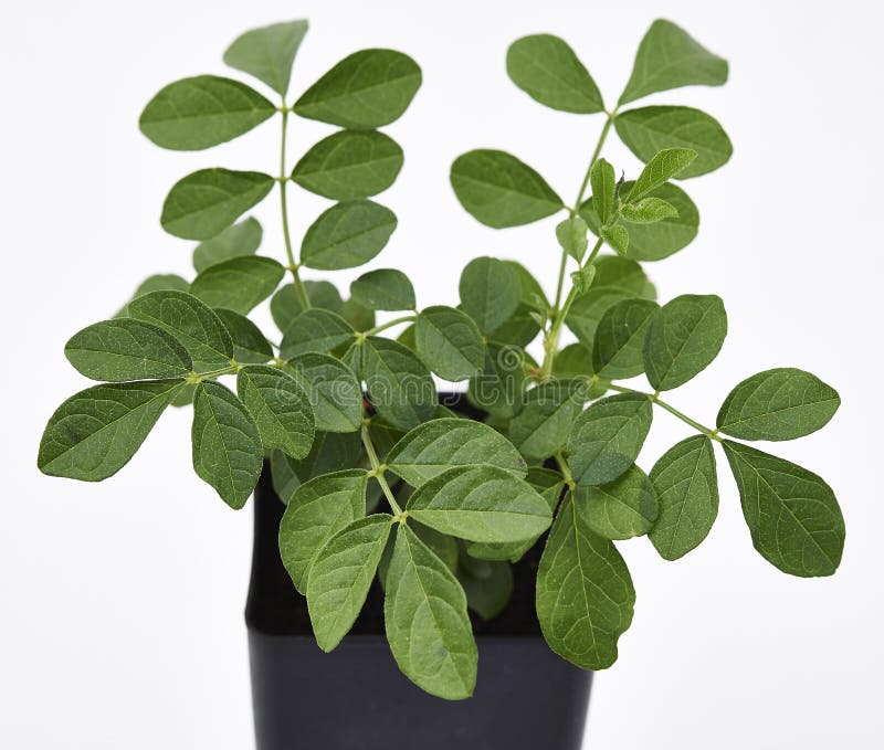 Liquorice Plant and Leaves Fresh Stock Photo - Image of gardening ...