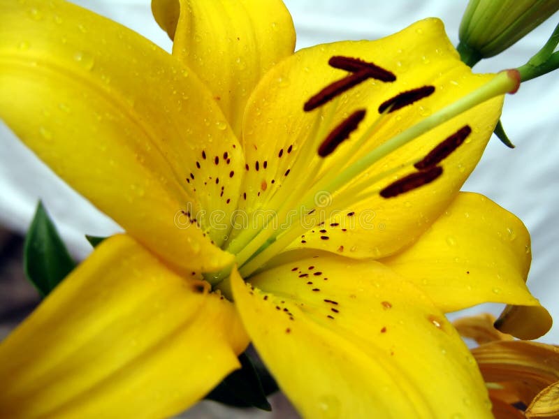 Lirio amarillo foto de archivo. Imagen de pistilo, primer - 156386