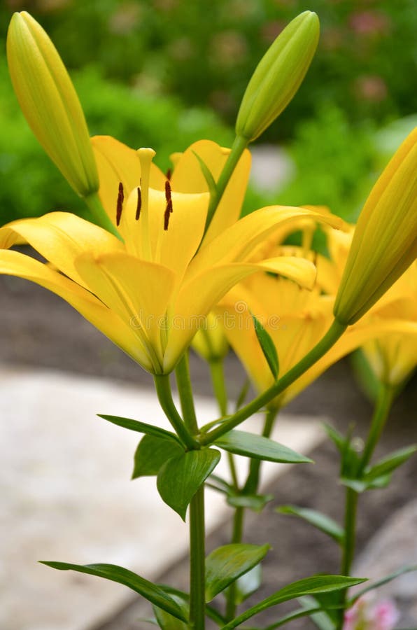 Lirio amarillo foto de archivo. Imagen de fondo, verde - 58510194