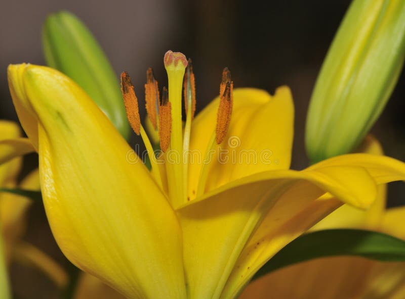 Lirio amarillo imagen de archivo. Imagen de pétalos, grande - 38682783