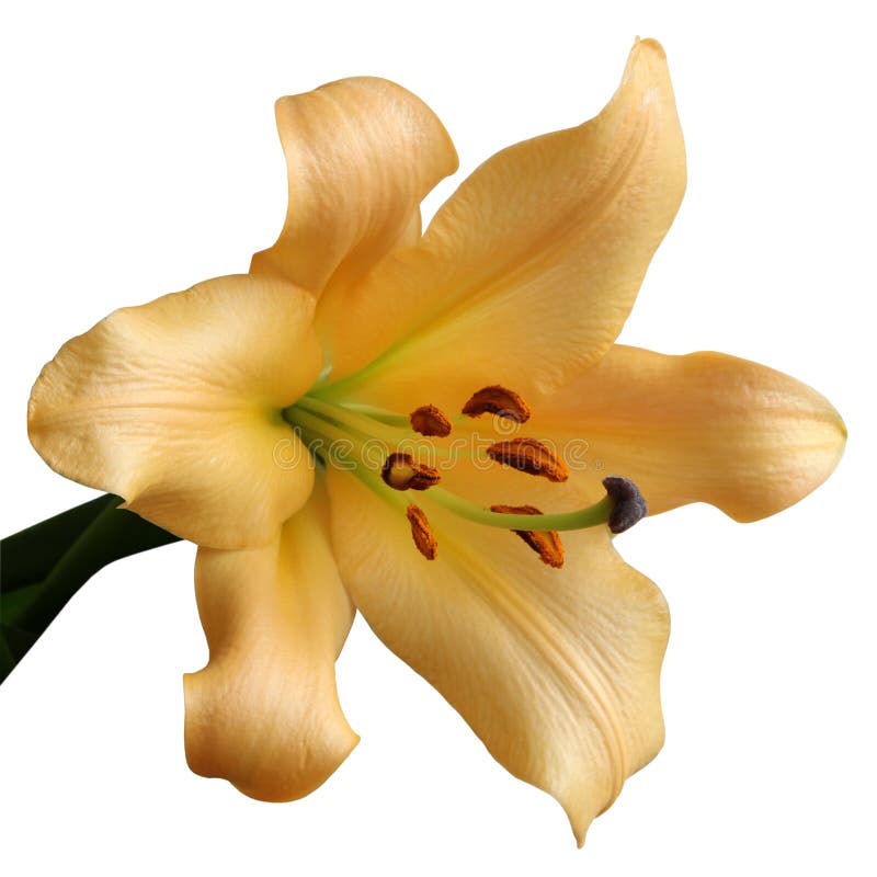 Lirio amarillo del detalle imagen de archivo. Imagen de adorne - 39241705