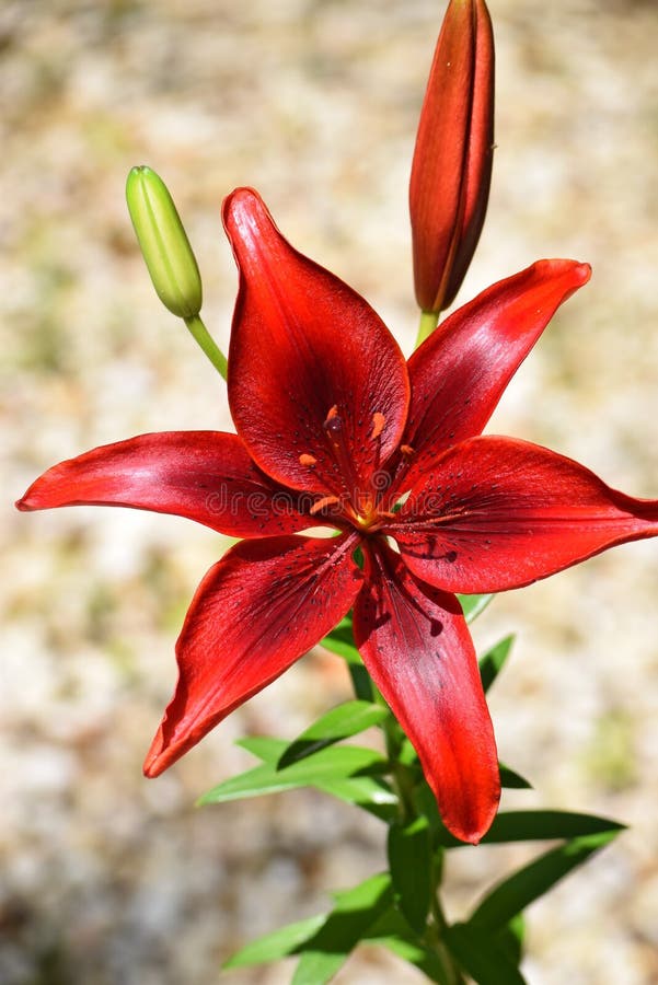 Lily Flower Series Asiática Foto de archivo - Imagen de fresco, hoja ...