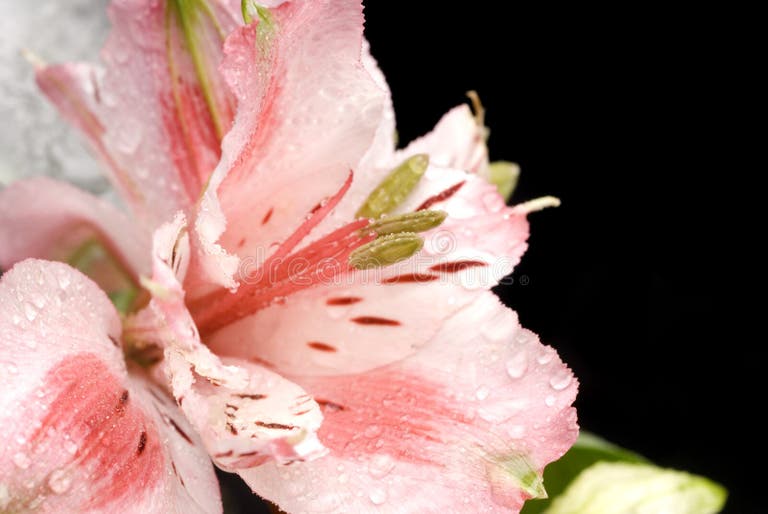 Lirio con rocío imagen de archivo. Imagen de tarjeta, lirio - 1927529