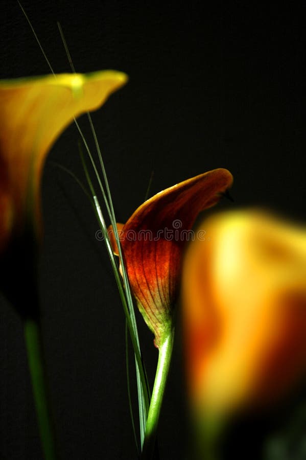 Calas rojas imagen de archivo. Imagen de embudo, pétalos - 2080503