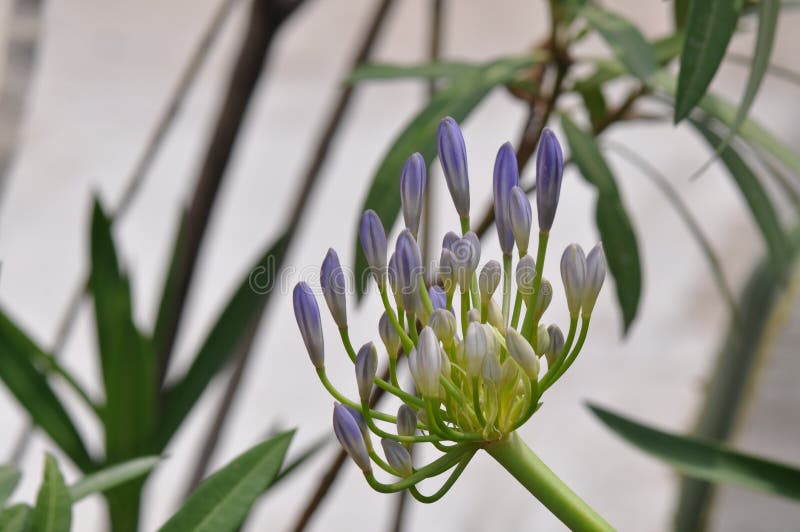 Lirio de la flor del Nilo imagen de archivo. Imagen de clima - 118894237