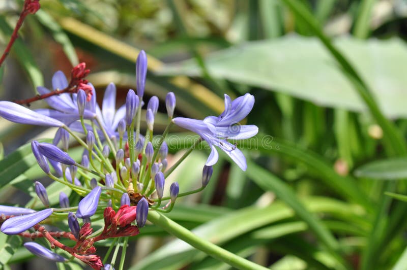 Lirio de la flor del Nilo foto de archivo. Imagen de foco - 119357750
