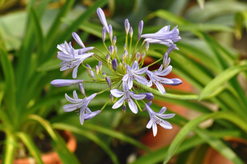 Lirio de la flor del Nilo foto de archivo. Imagen de contexto - 119590176