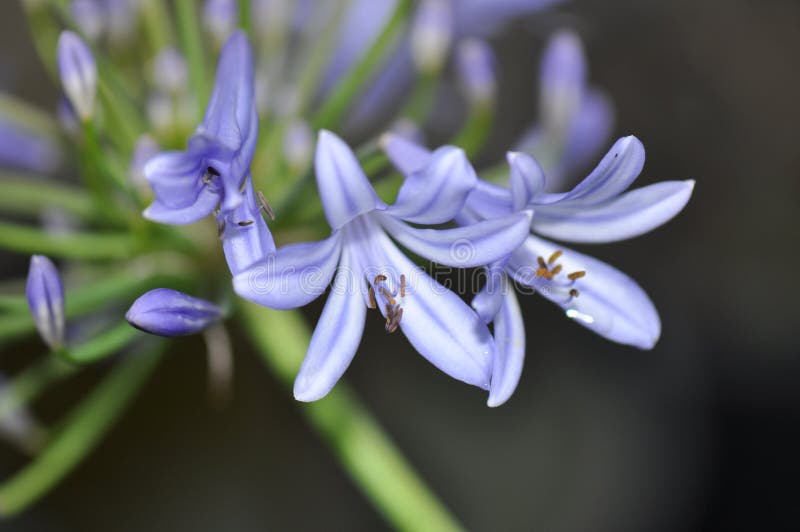 Lirio de la flor del Nilo foto de archivo. Imagen de fresco - 119592044