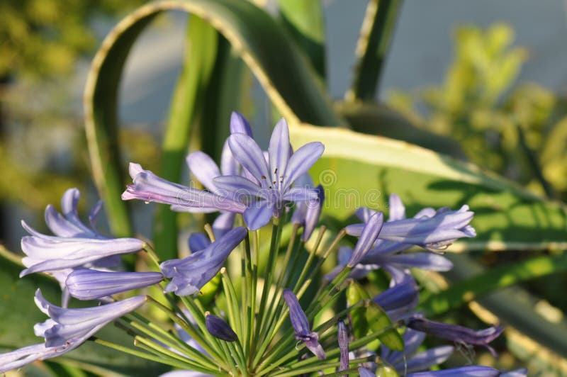 Lirio de la flor del Nilo foto de archivo. Imagen de color - 121153930