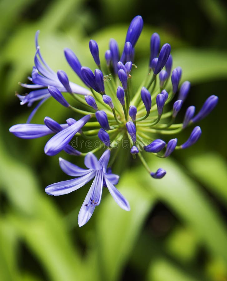 Lirio del Nilo imagen de archivo. Imagen de imagen, planta - 3284737