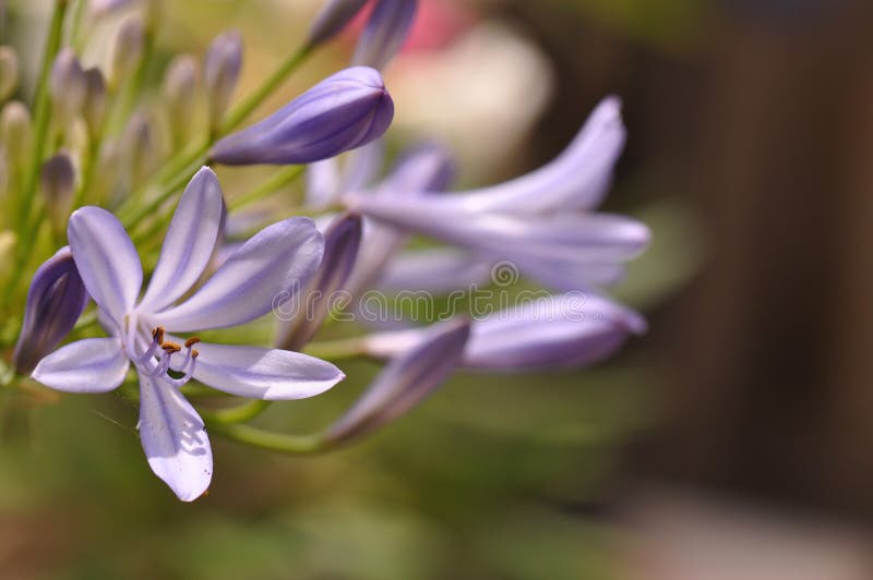 Lirio de la flor del Nilo imagen de archivo. Imagen de pista - 95475773