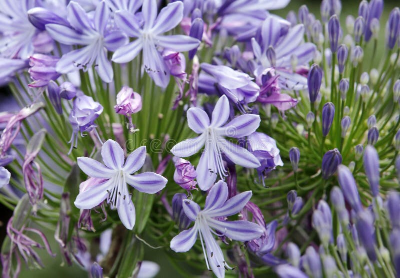 Primer Del Lirio De La Flor Del Nilo Foto de archivo - Imagen de cubo ...