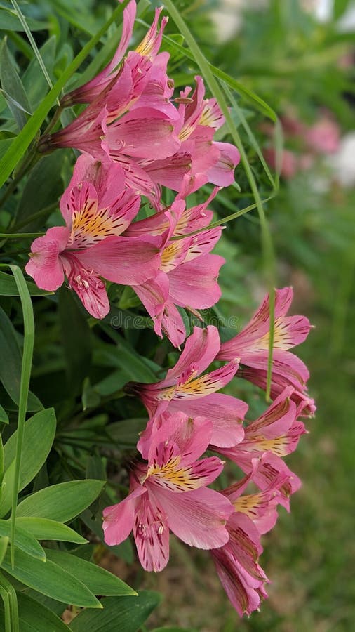 Lirio de los incas foto de archivo. Imagen de travieso - 132111726