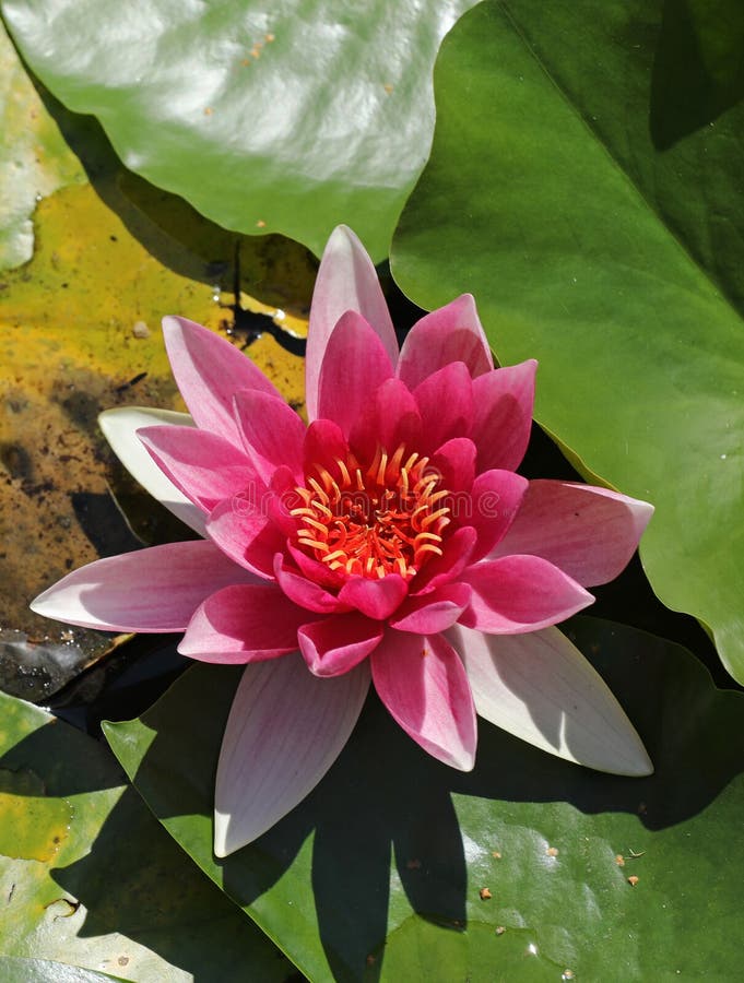 Lirio morado foto de archivo. Imagen de jardines, lirios - 228861222