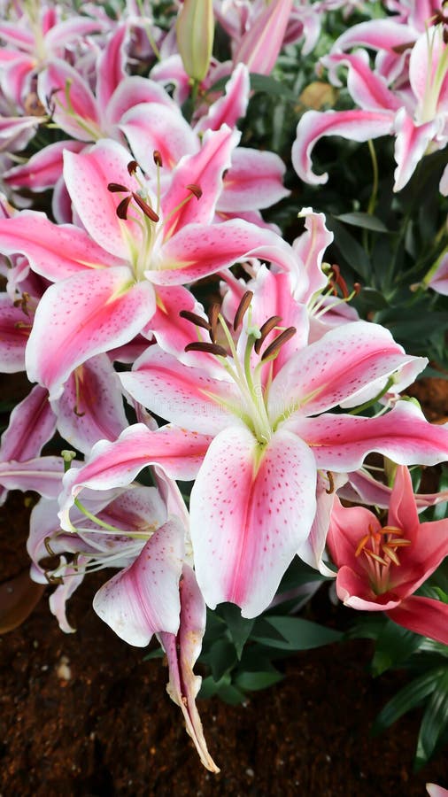 Lirio Lirio O Litio Rosa Y Lirio Blanco Foto de archivo - Imagen de ...