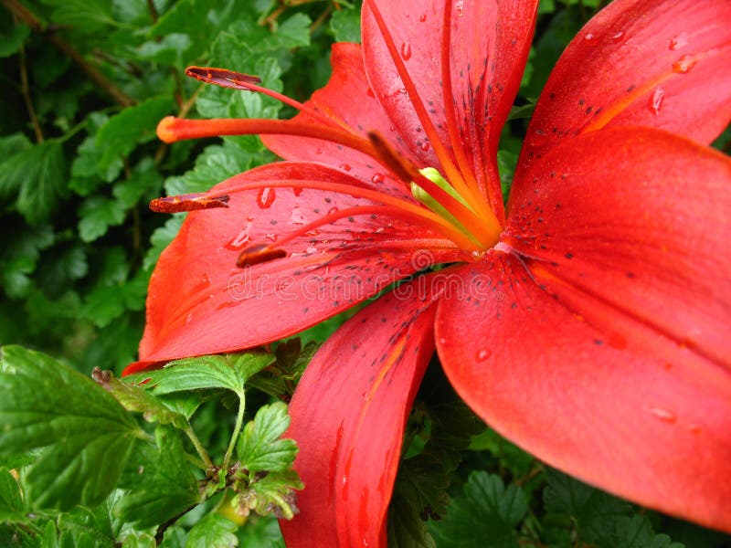 Lirio oriental rojo imagen de archivo. Imagen de presente - 2845941