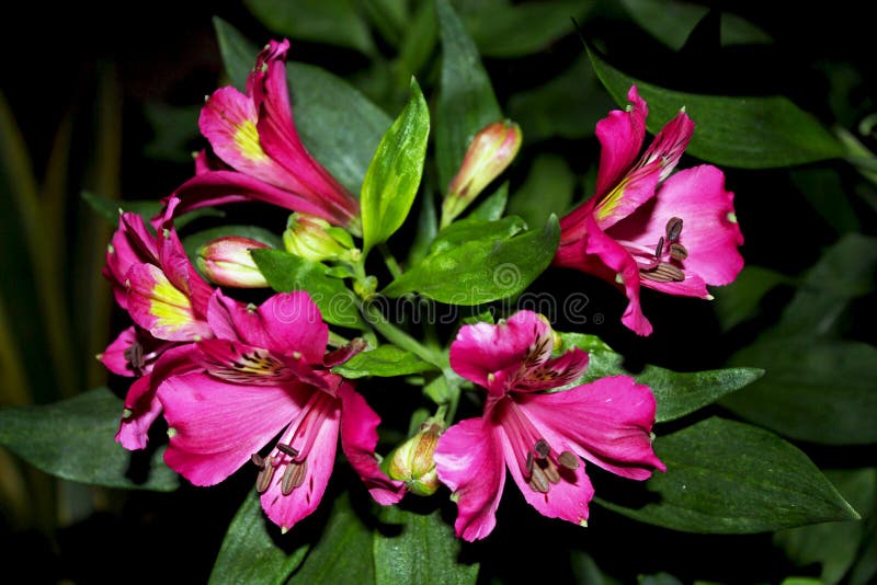 Lirio Peruano, Inca Joli, Alstroemeria Imagen de archivo - Imagen de ...