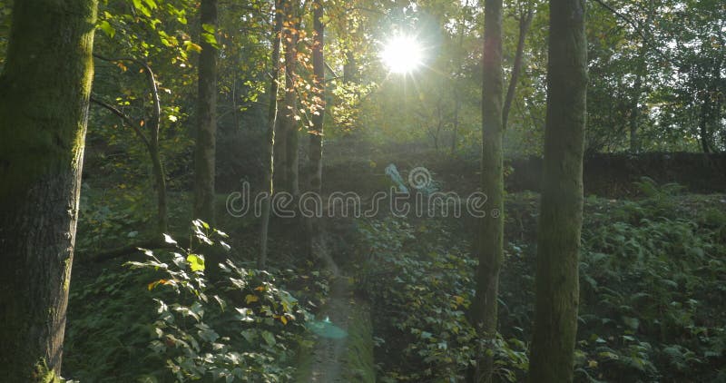 Liriodendron Tulip Tree In Sunny Summer Day Stock Footage Video Of Vegetation Nature 305256546