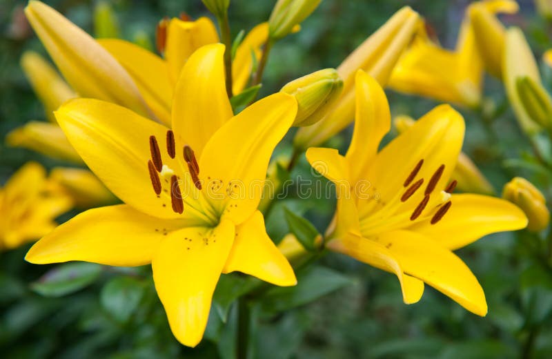 Lirios amarillos foto de archivo. Imagen de primer, cubo - 50516604