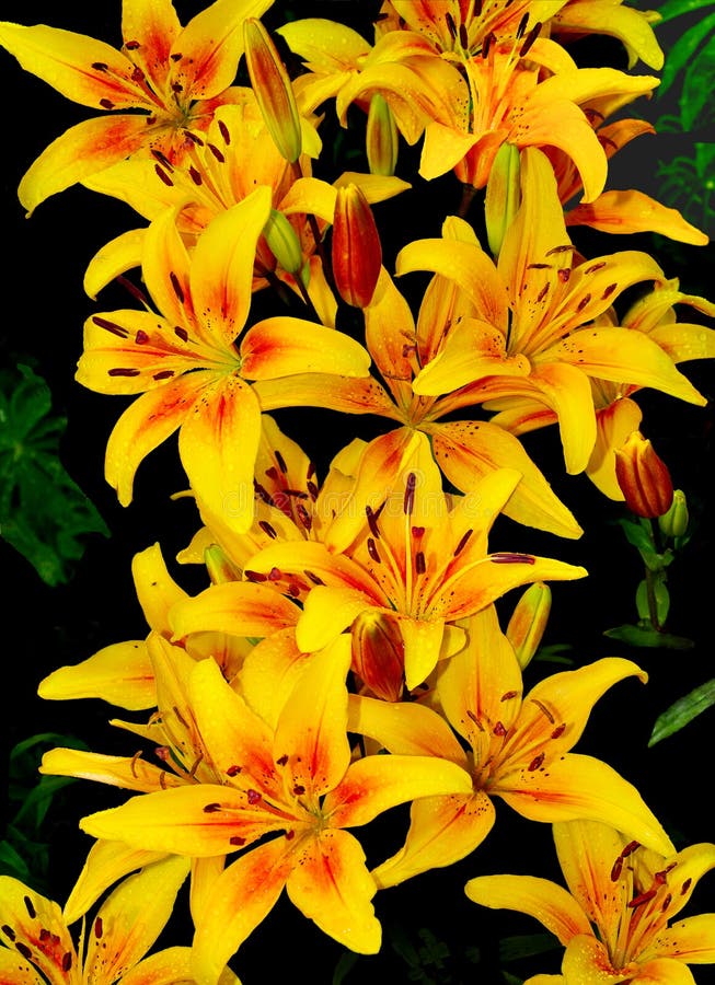 Dos Flores Amarillas Del Lirio Imagen de archivo - Imagen de lirio ...