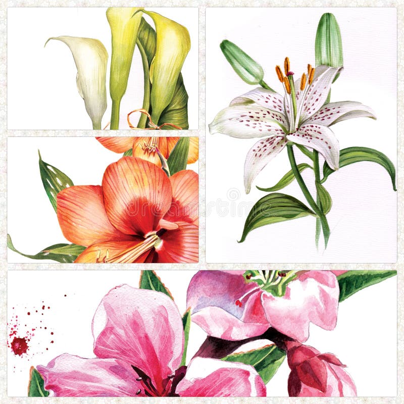 Lirios dibujados mano stock de ilustración. Ilustración de flores ...