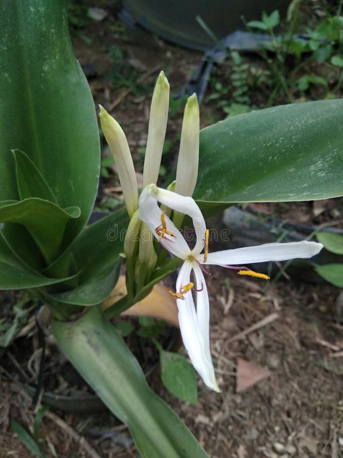 Lirios en macetas imagen de archivo. Imagen de verde - 257367505