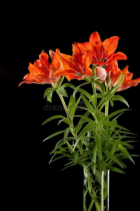 Lirios rojos imagen de archivo. Imagen de belleza, cierre - 122268789