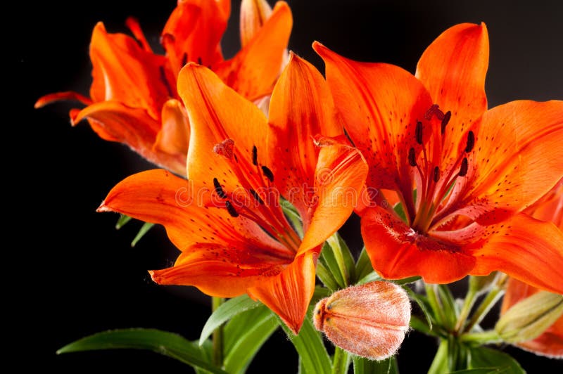 Lirios rojos foto de archivo. Imagen de floral, hermoso - 122268792