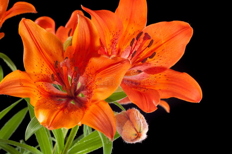 Lirios rojos foto de archivo. Imagen de travieso, flora - 122268808