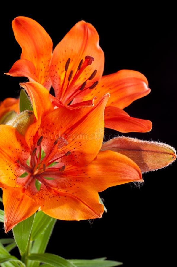 Lirios rojos foto de archivo. Imagen de adorne, aislado - 122268810