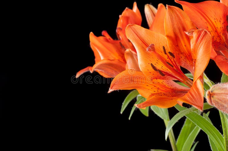 Lirios rojos foto de archivo. Imagen de ramo, macro - 122268844