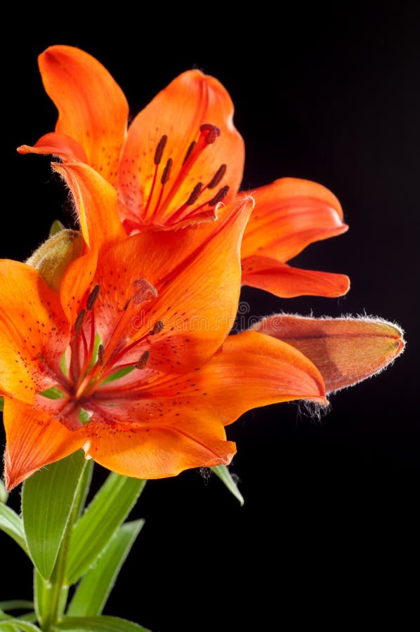 Lirios rojos imagen de archivo. Imagen de objeto, cierre - 122268847