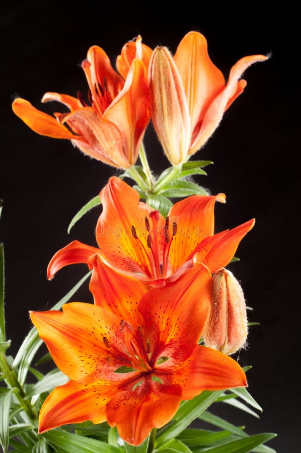 Lirios rojos foto de archivo. Imagen de colorido, festivo - 122268850