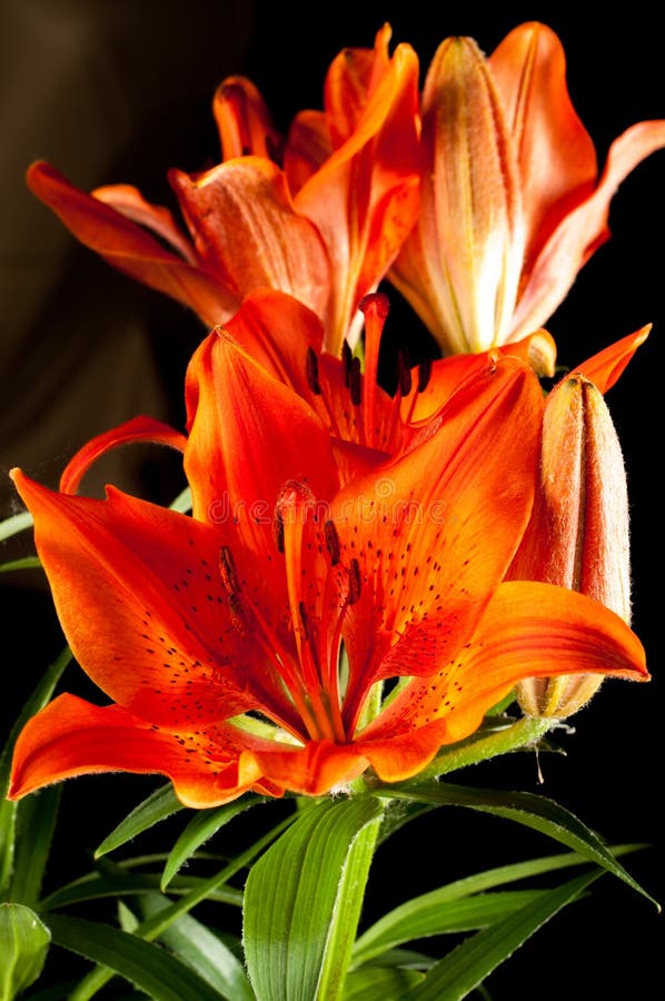 Lirios rojos imagen de archivo. Imagen de color, hermoso - 122268871