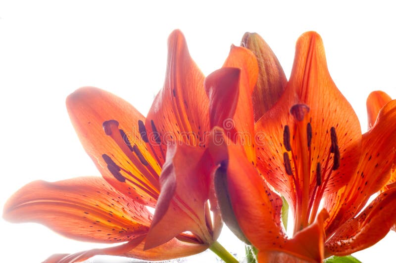 Lirios rojos imagen de archivo. Imagen de belleza, flora - 122268883
