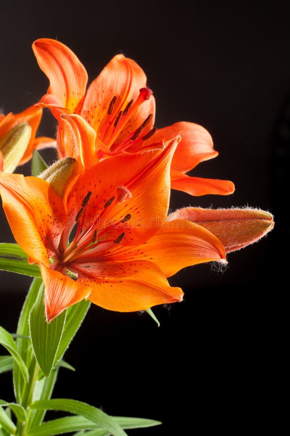 Lirios rojos foto de archivo. Imagen de primer, flora - 122268910