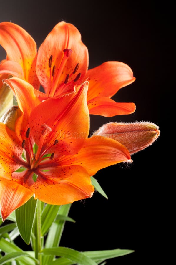 Lirios rojos imagen de archivo. Imagen de macro, festivo - 122268915