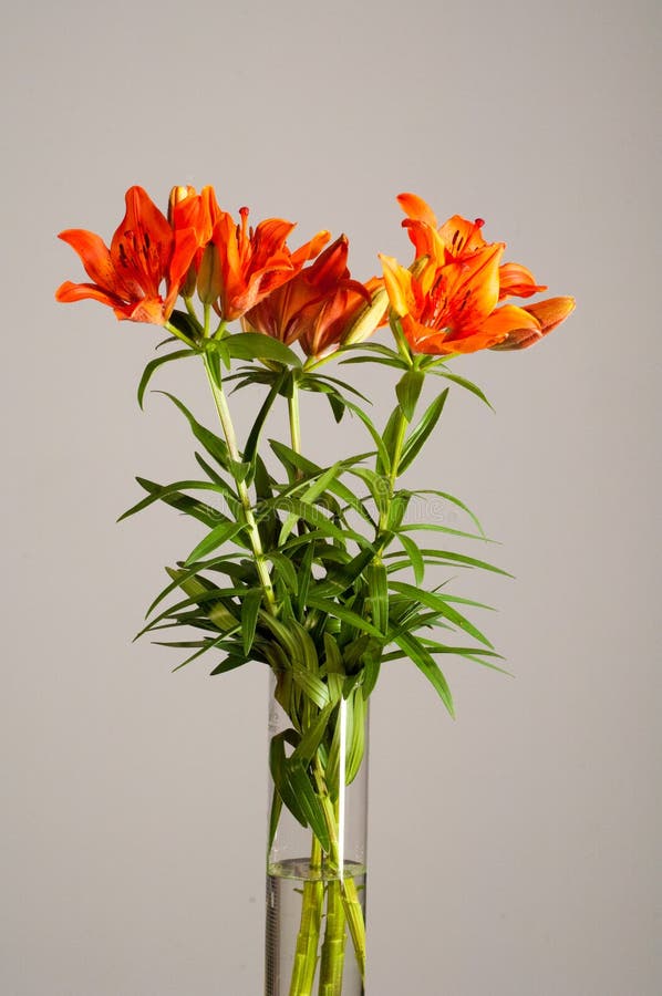 Lirios rojos foto de archivo. Imagen de belleza, color - 122268924