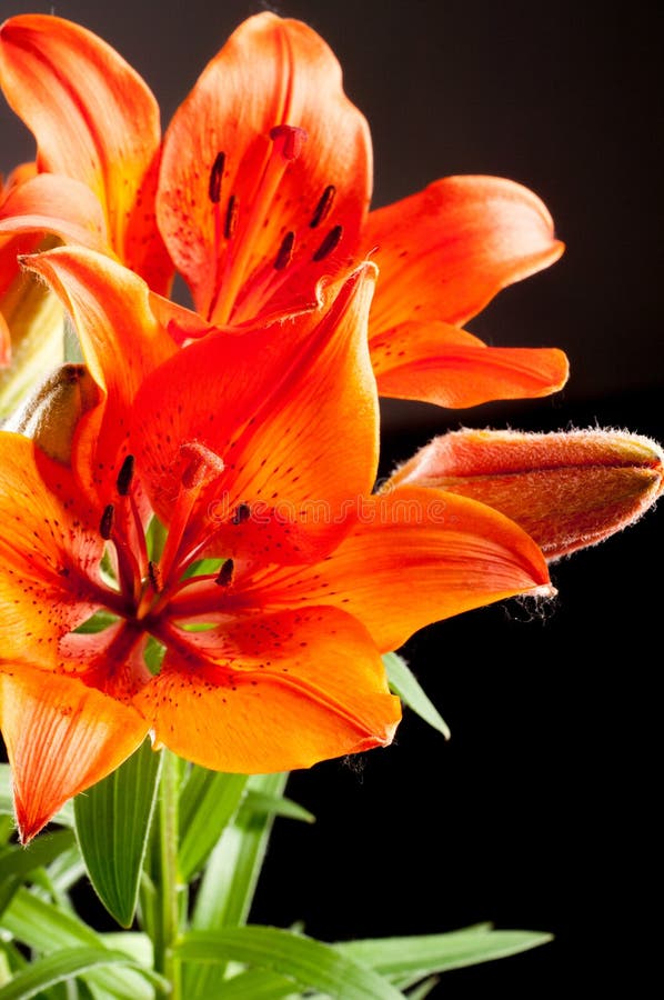 Lirios rojos foto de archivo. Imagen de modelo, aislado - 122268954