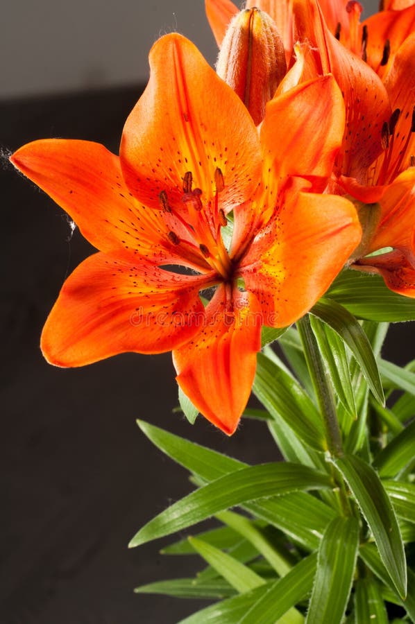 Lirios rojos imagen de archivo. Imagen de fresco, hermoso - 122268957
