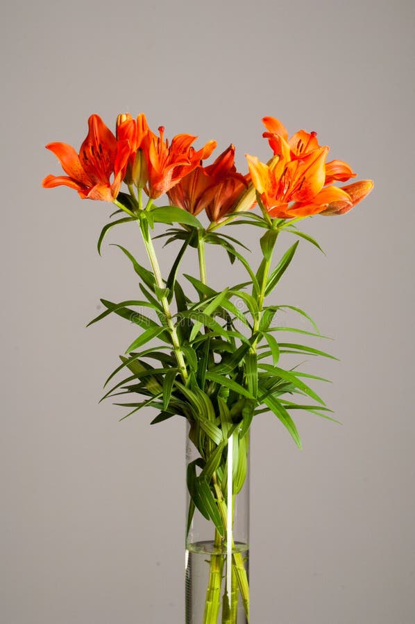 Lirios rojos foto de archivo. Imagen de aislante, gris - 122268972