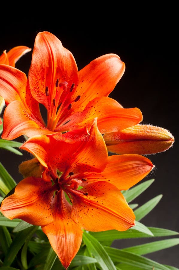 Lirios rojos foto de archivo. Imagen de travieso, flor - 122268982