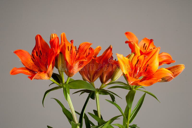 Lirios rojos imagen de archivo. Imagen de brillante - 122269001