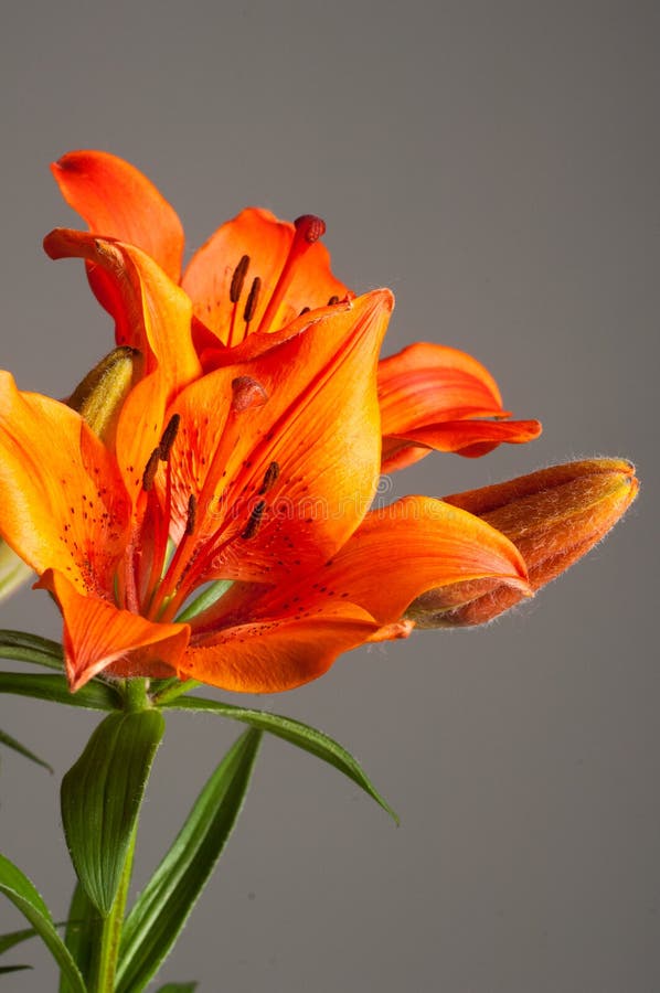 Lirios rojos imagen de archivo. Imagen de flora, macro - 122269067