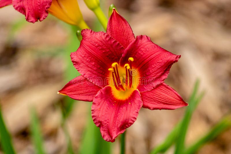Lirios rojos foto de archivo. Imagen de rojo, lirios - 124516766