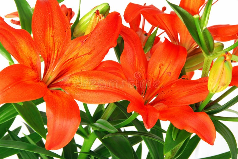 Lirios rojos foto de archivo. Imagen de aislado, rojo - 4942400