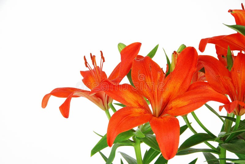 Lirios rojos foto de archivo. Imagen de aislado, rojo - 4942400